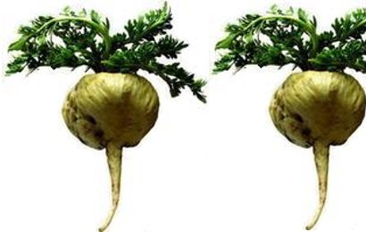 Herbal: Maca