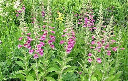 Herbal: Digitalis purpurea