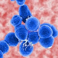 Bakteri Pneumokokus Kebal Antibiotik
