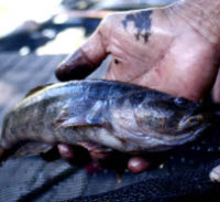 Betutu, Ikan Tawar Yang Go International