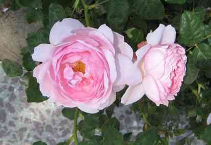 Kekuatan Bunga untuk Kesehatan