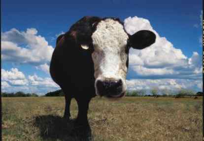 Jika Manusia Tertular Sapi Gila