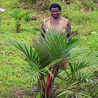 Freeport Kembangkan Hektaran Lahan Sagu di Papua