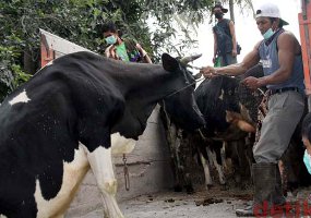 UGM Kembangkan Burger Pakan Sapi Korban Merapi