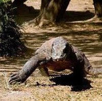 Busuk Karena Cuaca, 90 Telur Komodo Diselamatkan ke Inkubator Sederhana