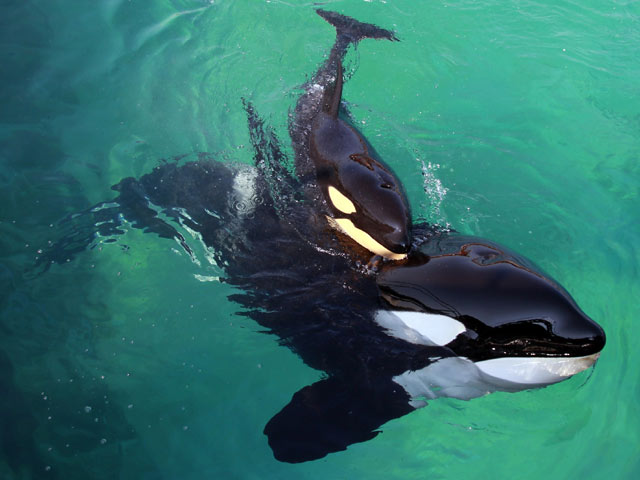 Paus Pembunuh Melahirkan di Prancis