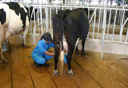 Sapi Direkayasa Genetik Agar Hasilkan Susu ASI