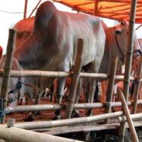 50% Sapi Potong Lokal Ngumpul di Pulau Jawa