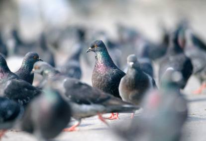 Burung Merpati Bisa Hasilkan Susu Kaya Protein & Antioksidan
