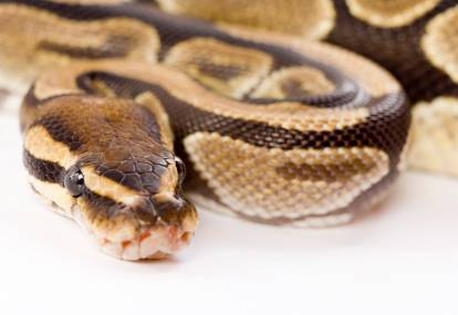 Jantung Ular Python untuk Obat Penyakit Jantung Manusia