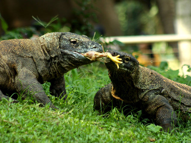 Komodo Berebut Makanan