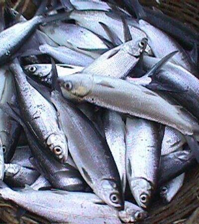 Yuk, Belanja Bandeng Segar!