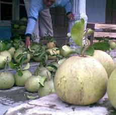 Imlek, Harga Jeruk Pamelo Melonjak Hingga 50 Persen