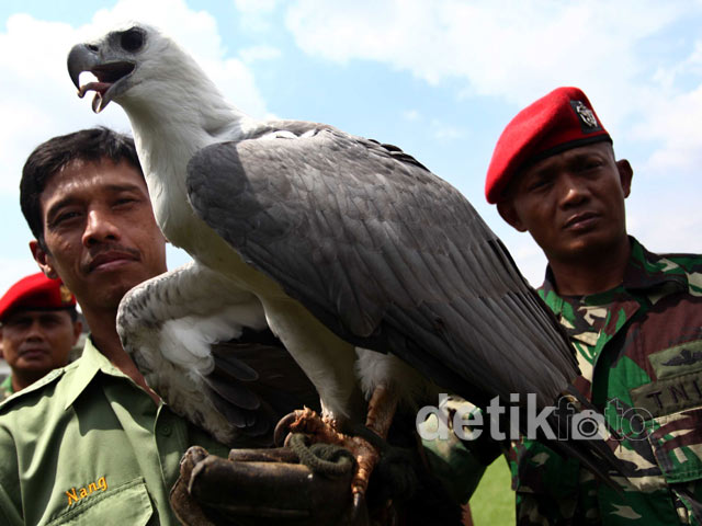 Taman Safari Terima Elang Langka