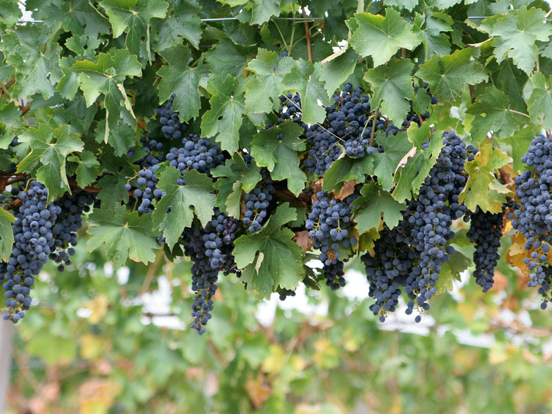 Wisata Kebun Anggur di Bali? Ini Dia Tempatnya