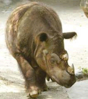 Pertama Kali Badak Sumatera akan Lahir di Penangkaran Indonesia