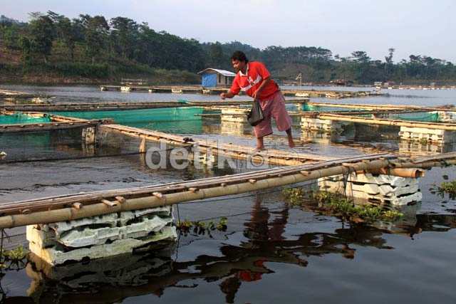Peluang Tambak Ikan Masih Luas