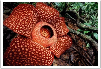 Melihat Bunga Raksasa di Rafflesia Park