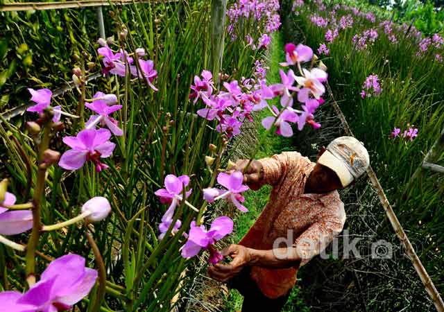 Berkebun Anggrek yang Menjanjikan