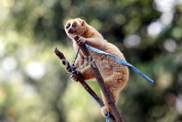 Jual Hewan Kuskus untuk Biayai Hidup Keluarga