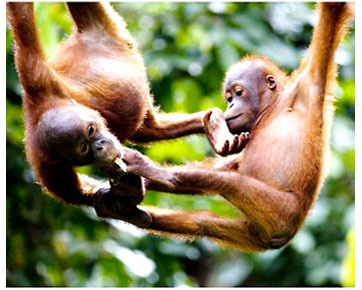 7 Suaka Margasatwa yang Paling Menarik untuk Dikunjungi