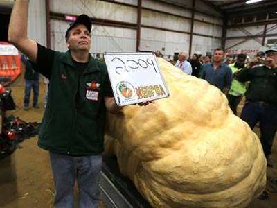 Labu Seberat 1 Ton Berhasil Pecahkan Rekor Labu Terbesar