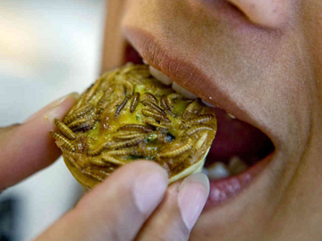 Larva Bisa Jadi Pengganti Terbaik untuk Protein Daging