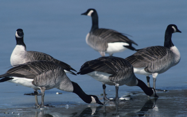 Angsa Kanada Akan Diburu dan Dijadikan Bahan Makanan