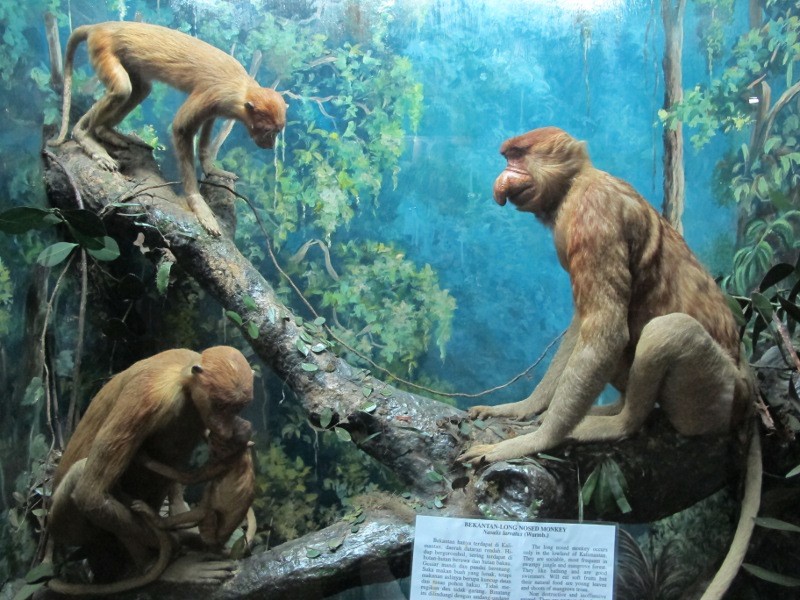 Museum Zoologi, 'Hutan Rimba' Ala Bogor