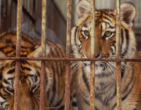 Wine dari Tulang Harimau Jadi Obat Rematik di Cina