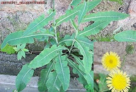 Tempuyung, Tanaman Liar Peluruh Batu Ginjal