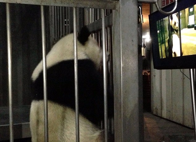 Di China, Panda Disuguhi Film Porno Agar Mau Kawin