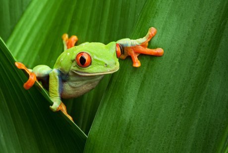 Fobia Terhadap Katak Membuat Pria Ini Mendapat Uang Rp 1,56 Miliar