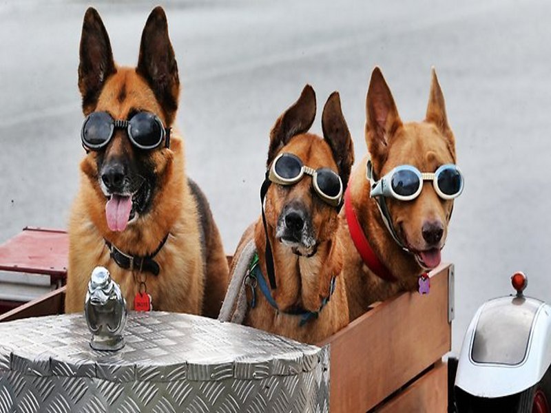 Ketika 3 Anjing Jadi Bikers