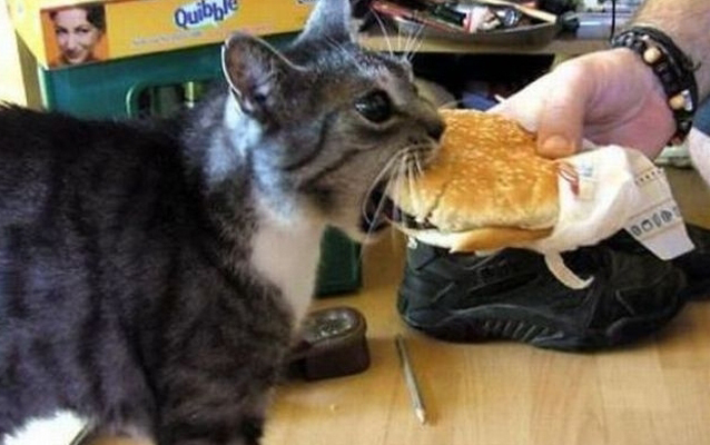 Waduh, Kucing Ini Kecanduan Burger McDonald's!