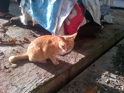 Tekan Populasi, Kucing di Pulau Pramuka Dibikin 'Mandul'