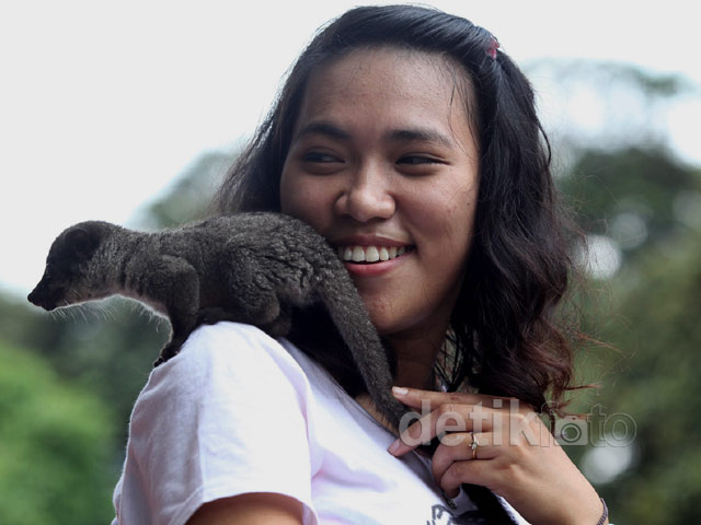 Musang Akar Borneo Curi Perhatian Pengunjung GBK