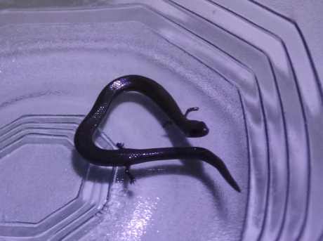 Penemuan Kadal Ular Bikin Heboh Warga Cijantung