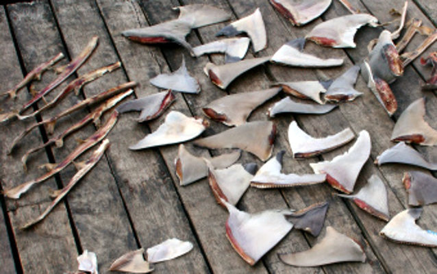 Apakah Konsumsi Daging Kuda dan Ikan Paus Pantas untuk Manusia?