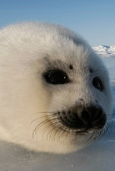 8 Tempat Bertemu Hewan Terlucu di Dunia