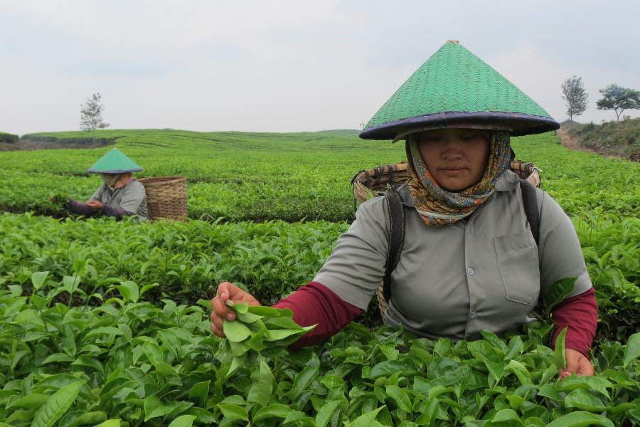 Objek Wisata Baru di Sumut: Kebun Teh Tobasari