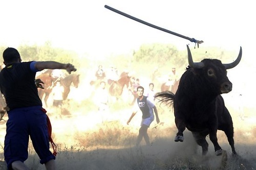 Foto Terakhir Sebelum Ditanduk Banteng...