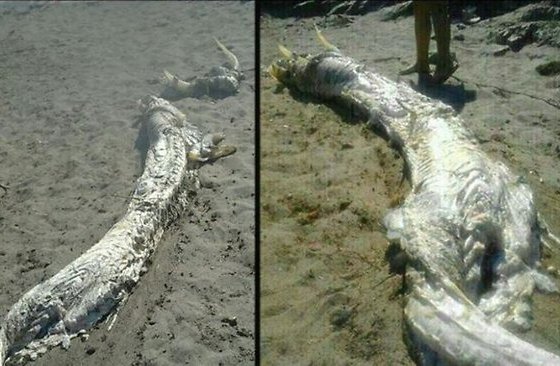 Aneka 'Monster' Laut yang Pernah Muncul