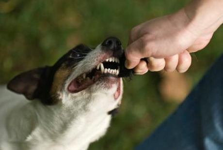 Sekarat, Bayi Ini Tularkan Rabies dengan Gigit Ayah dan Kakaknya