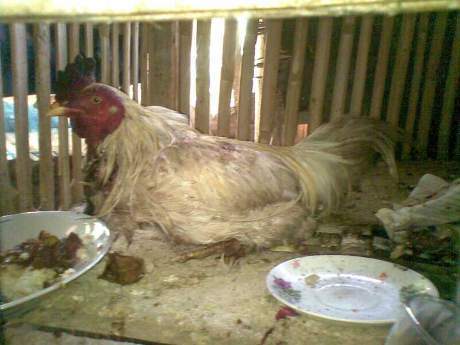 Percaya Nggak Percaya, Ayam Ini Tetap Hidup Meski Disembelih 2 Kali
