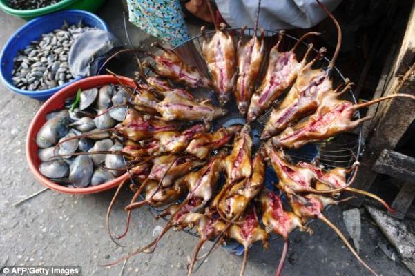 Di Vietnam, Daging Tikus Jadi Santapan Favorit