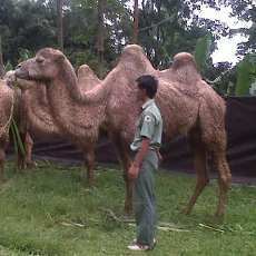 Unta Punuk Dua dari Moldova Menambah Koleksi Taman Safari Prigen