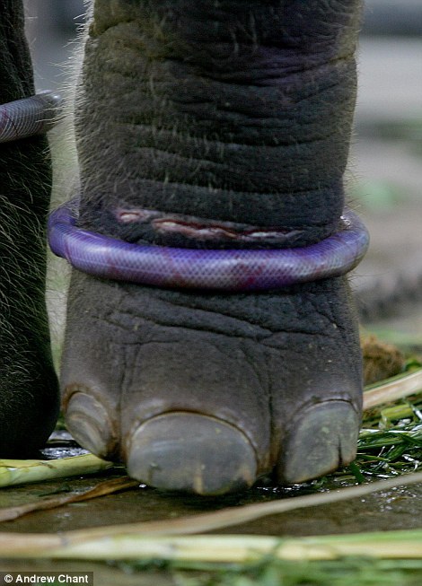 Disebut 'Zoo of Death', Kebun Binatang Surabaya Jadi Sorotan Dunia