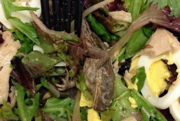 Karyawan The Wall Street Journal Ini Temukan Katak Mati di Dalam Saladnya