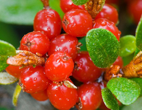 Buffaloberry, Buah Berry Super yang Ampuh Cegah Keriput